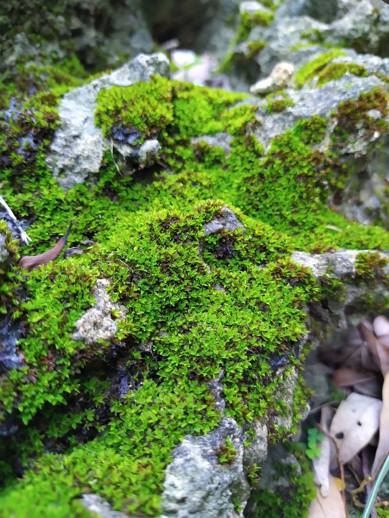 Hyophila from 台灣高雄市 on June 14, 2020 at 05:32 PM by allen83059 ...