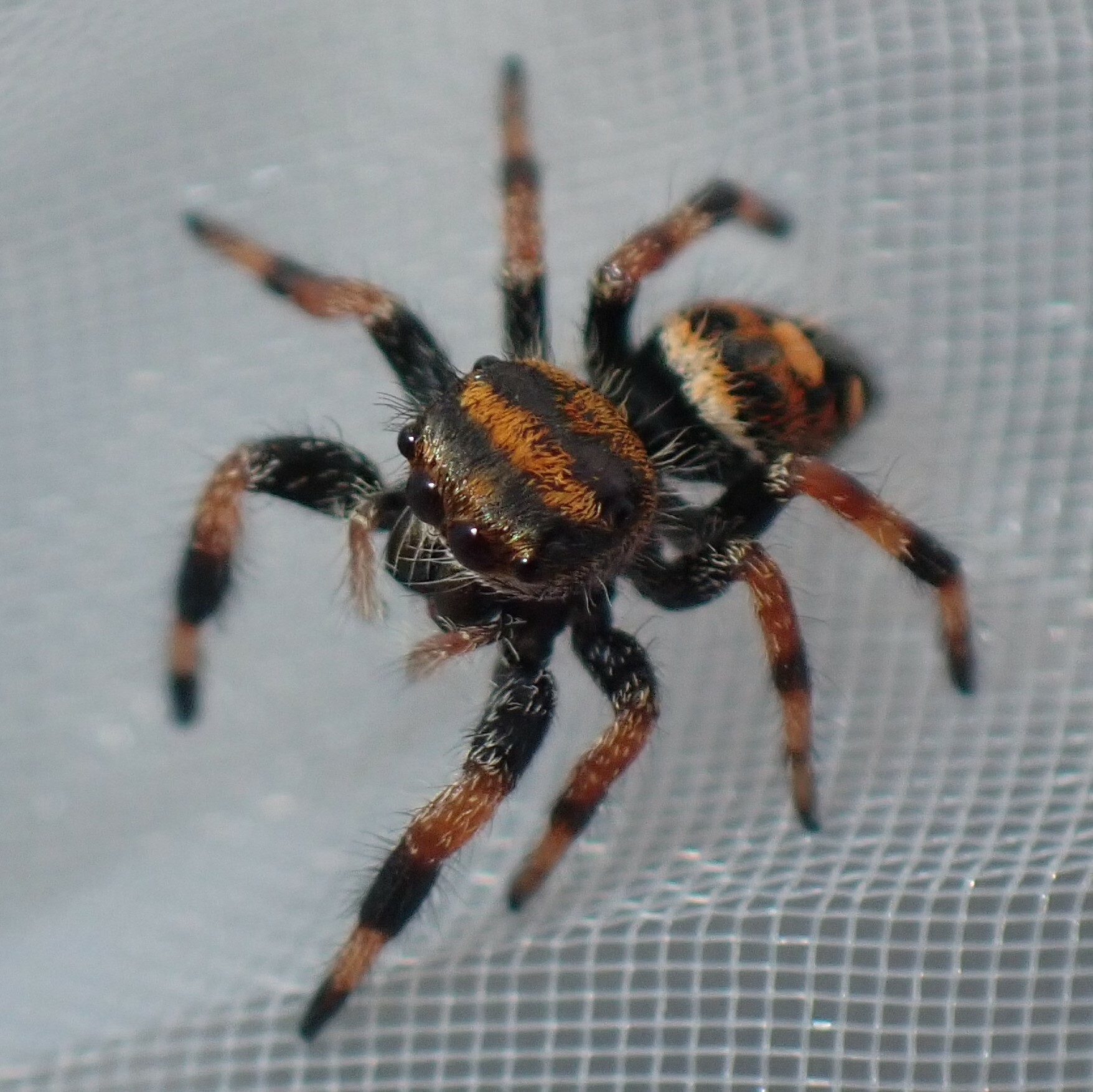 Phidippus regius C.L.Koch, 1846