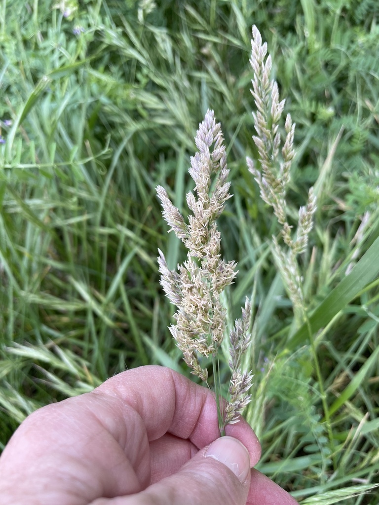 Texas bluegrass from Lockhart, TX, US on March 31, 2023 at 12:22 PM by ...