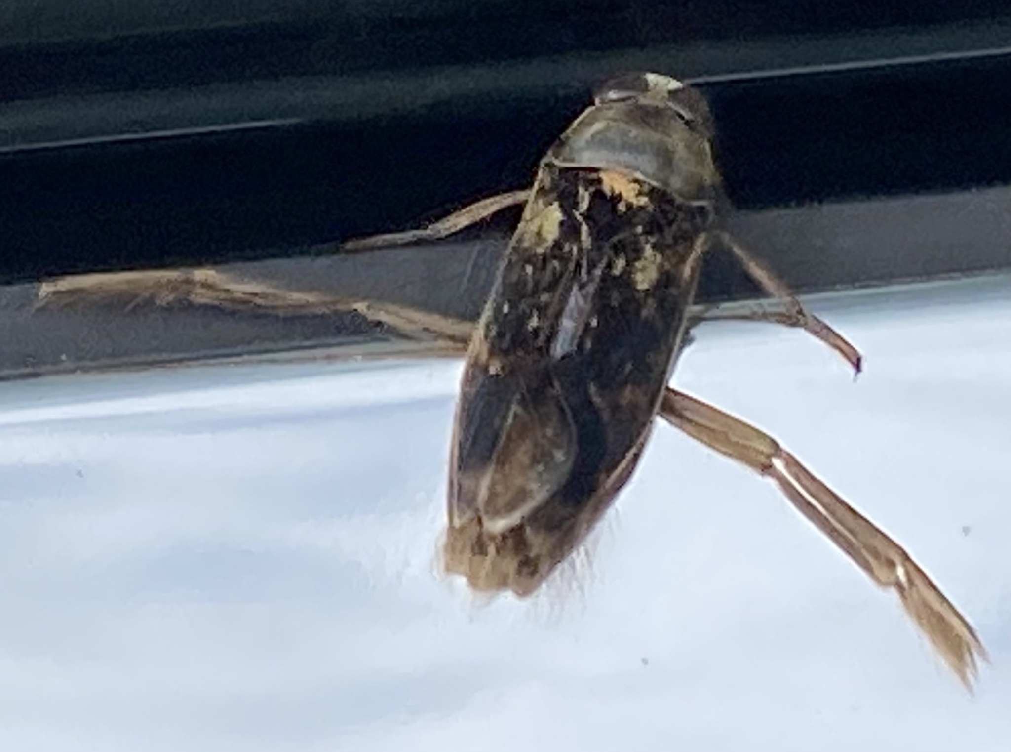 Notonecta irrorata Uhler, 1879