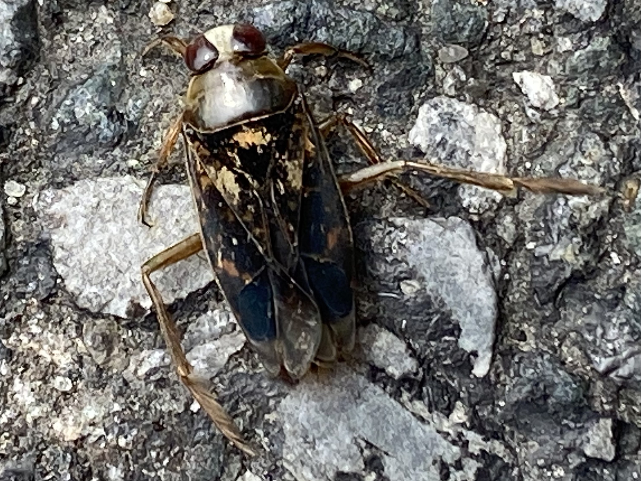 Notonecta irrorata Uhler, 1879