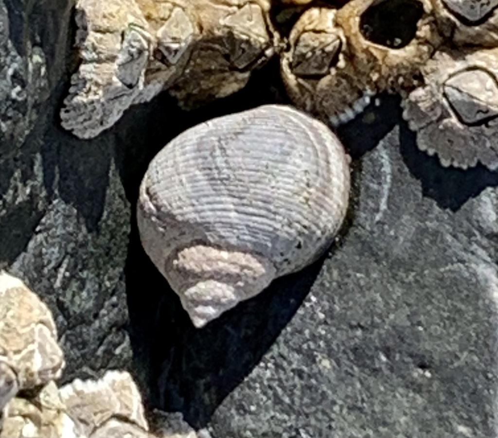 Common Periwinkle from Merrimack River, Newburyport, MA, US on March 31 ...