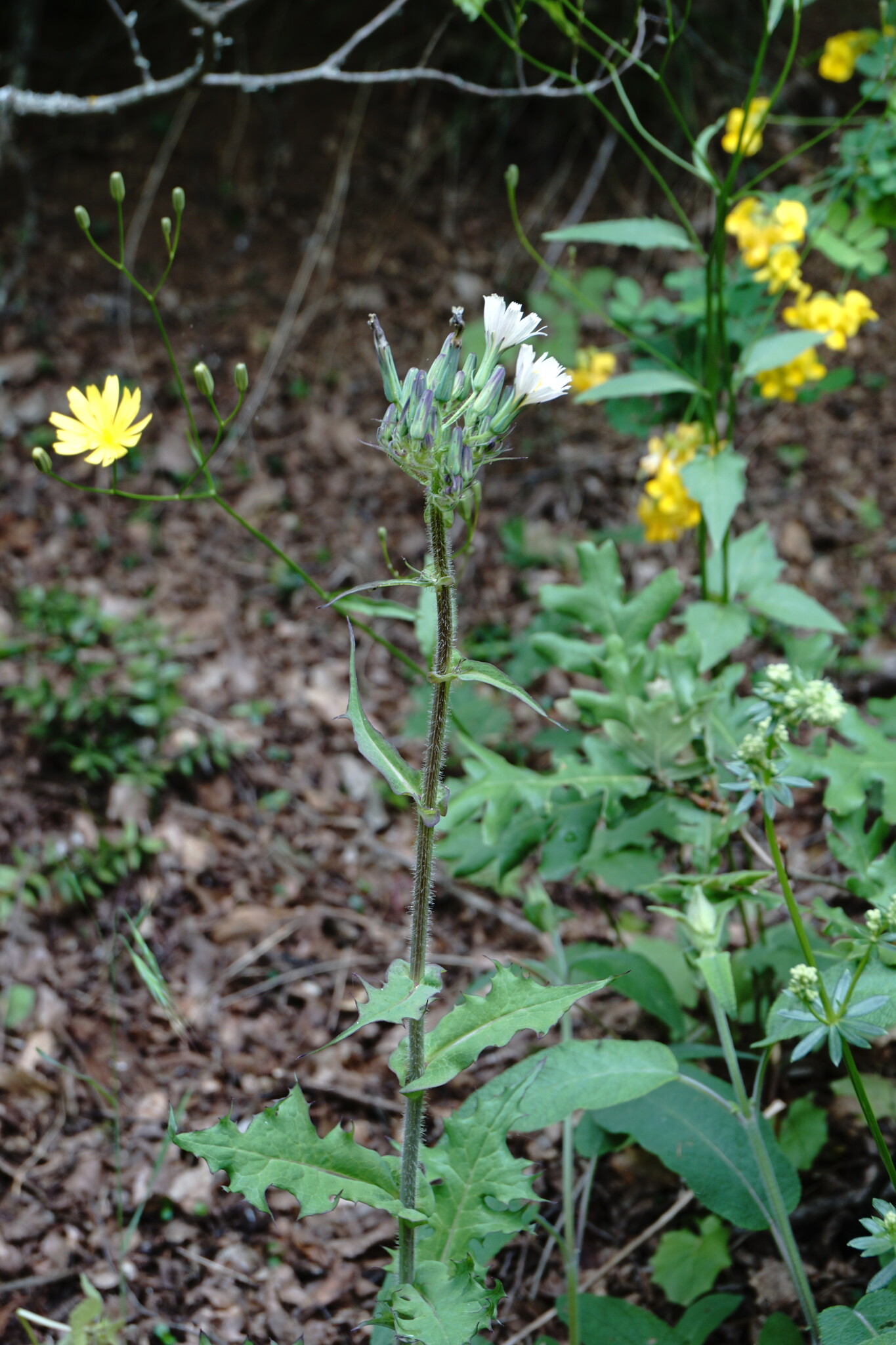 Lactuca hispida DC.