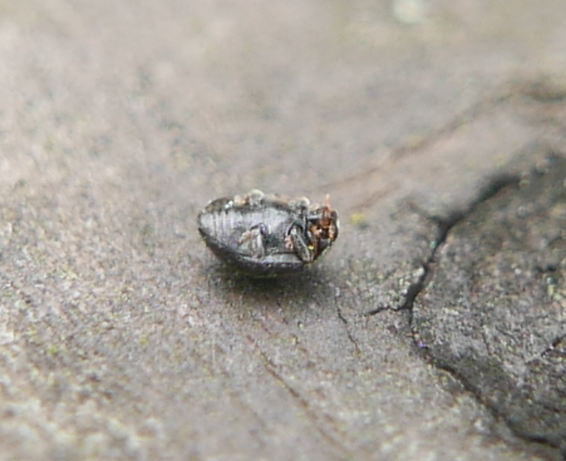 Stethorus pusillus (Herbst, 1797)
