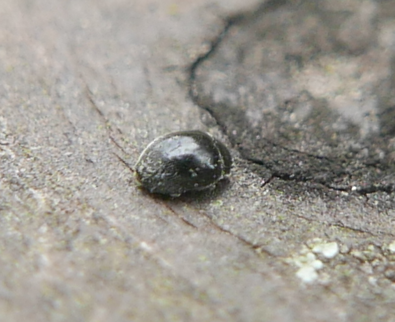 Stethorus pusillus (Herbst, 1797)