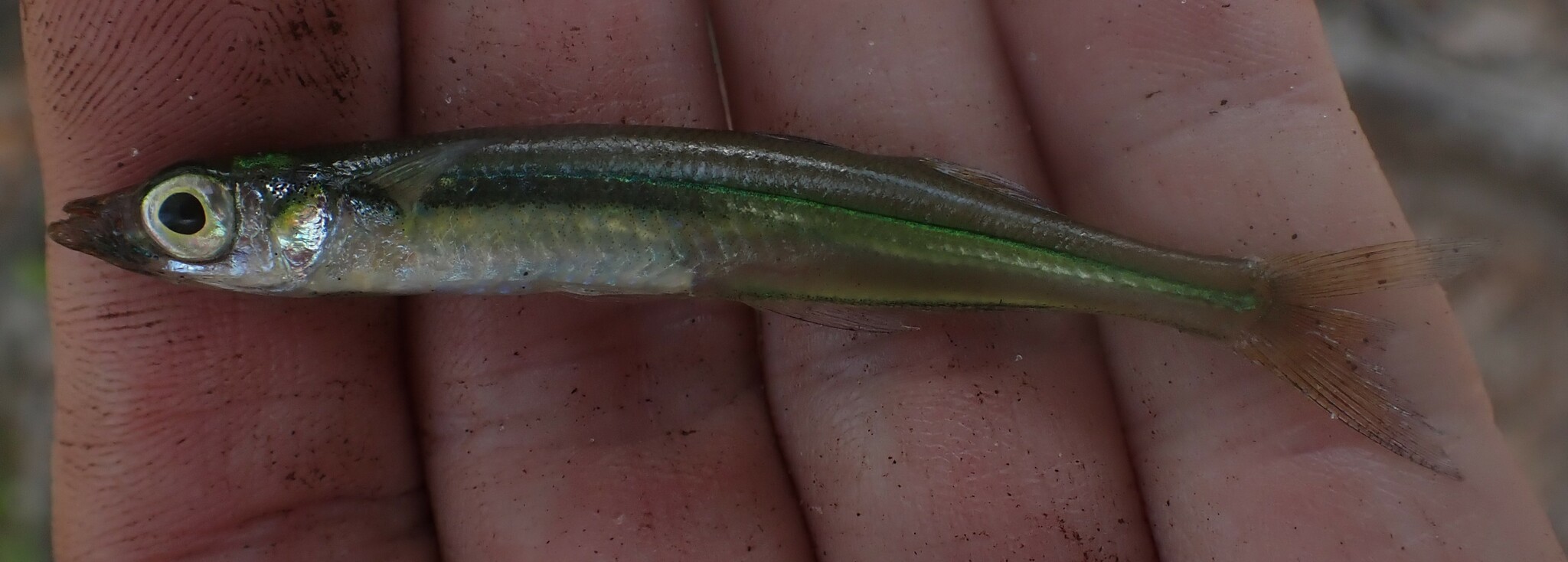 Labidesthes vanhyningi Bean & Reid, 1930