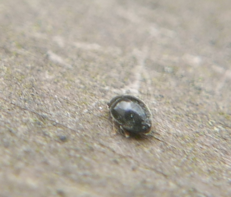 Stethorus pusillus (Herbst, 1797)