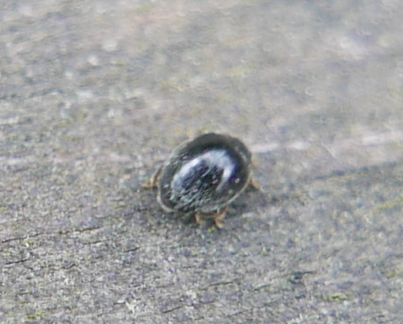 Stethorus pusillus (Herbst, 1797)