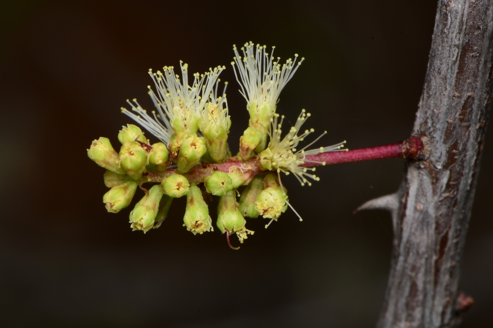 Senegalia wrightii (Benth.) Britton & Rose