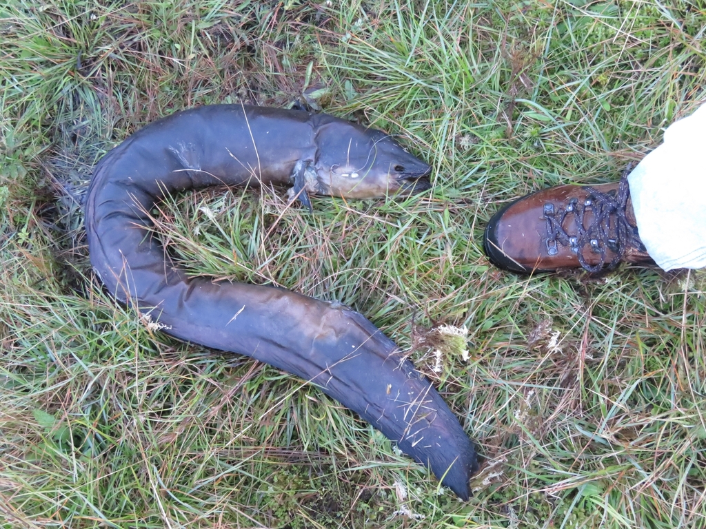 New Zealand Longfin Eel in March 2023 by Max G.W. Verheij. Caught by ...