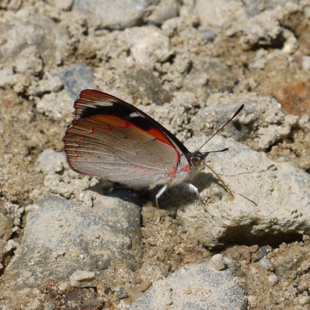 Vague Numberwings from Las Cruces 08145, Peru on September 17, 2010 at ...