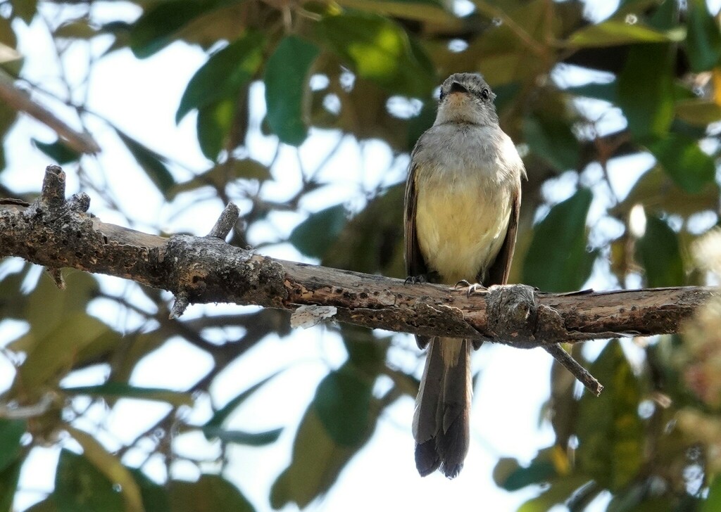 Northern Scrub-Flycatcher from Sitionuevo, Magdalena, Colombia on March ...