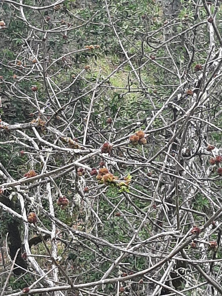 Oregon Ash from Ukiah, CA 95482, USA on March 31, 2023 at 11:26 AM by ...