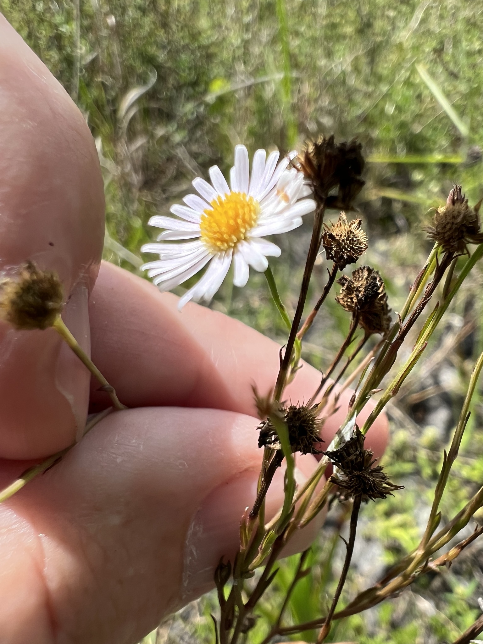 Boltonia diffusa Elliott
