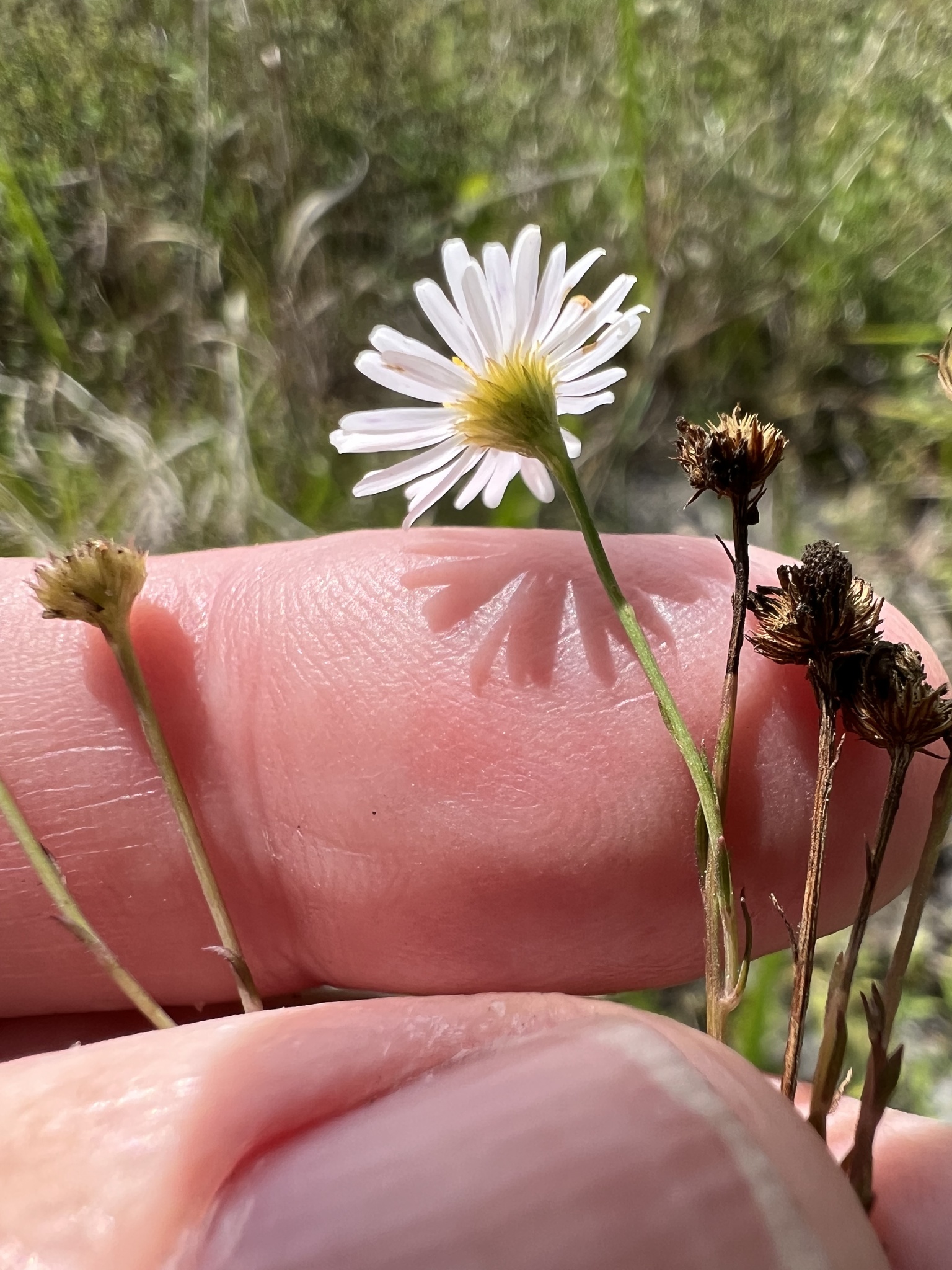 Boltonia diffusa Elliott