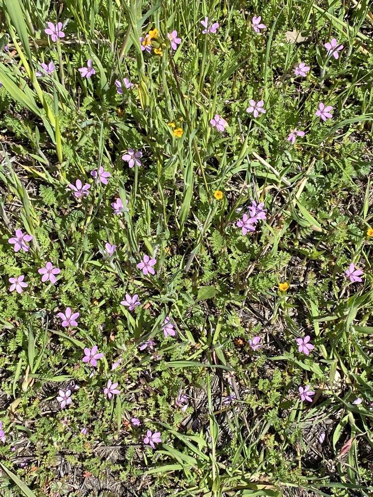 Redstem Stork's-bill from Coyote Valley Open Space Preserve, San Jose ...
