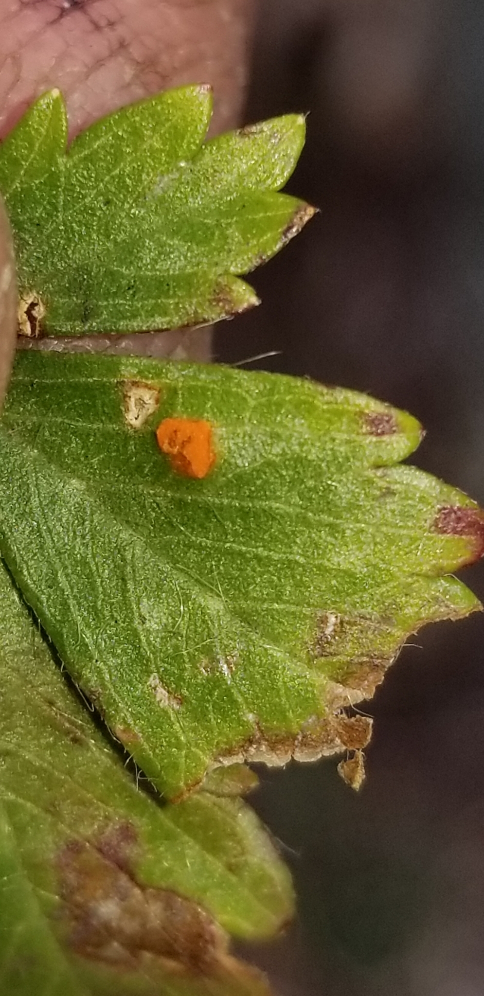 Phragmidium potentillae (Pers.) P.Karst.