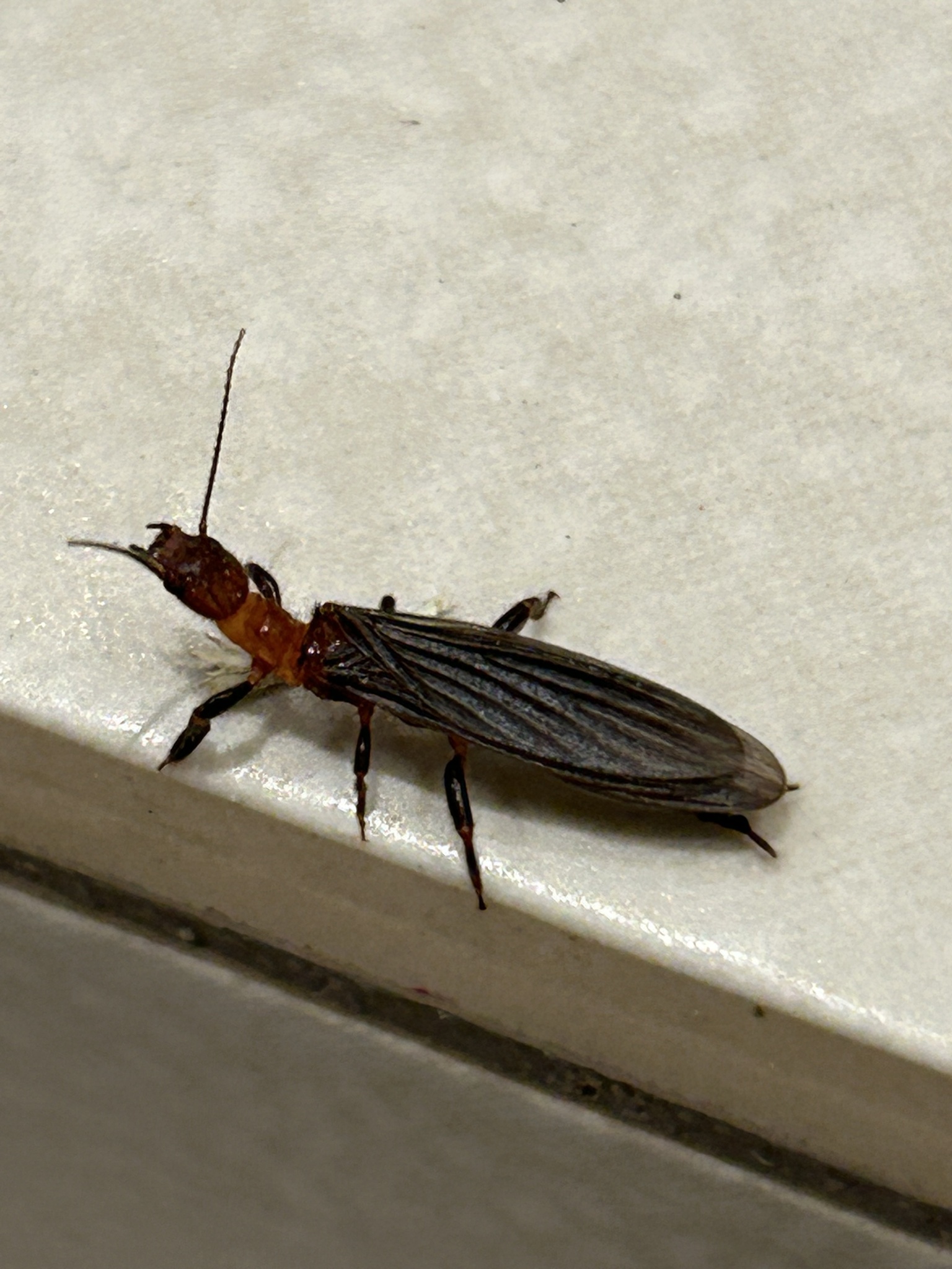Embioptera