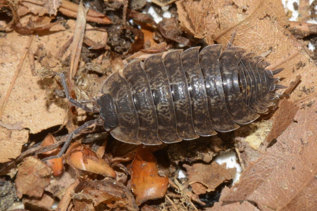 Porcellio montanus (Isopods of Germany (Asseln Deutschlands ...