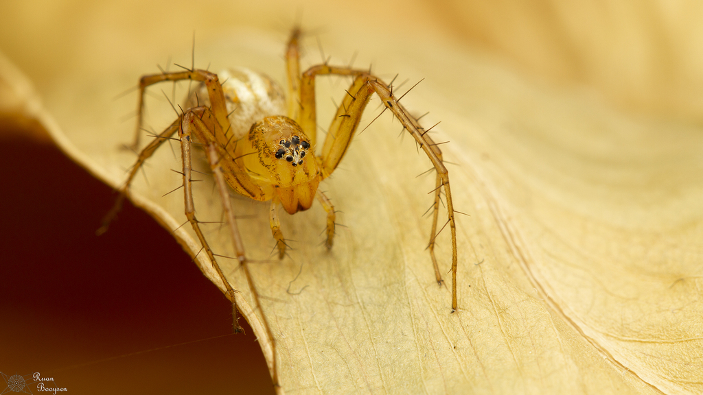 Grass lynx spiders in February 2023 by Ruan Booysen · iNaturalist