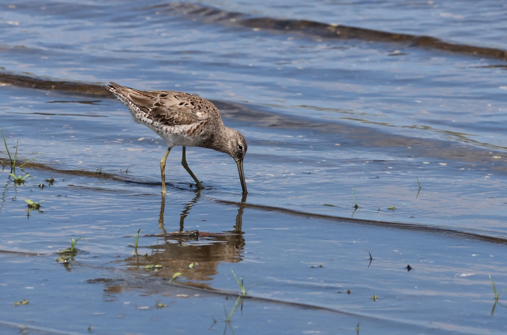 Long-billed Dowitcher from Myakka River State Park, Sarasota, FL, US on ...