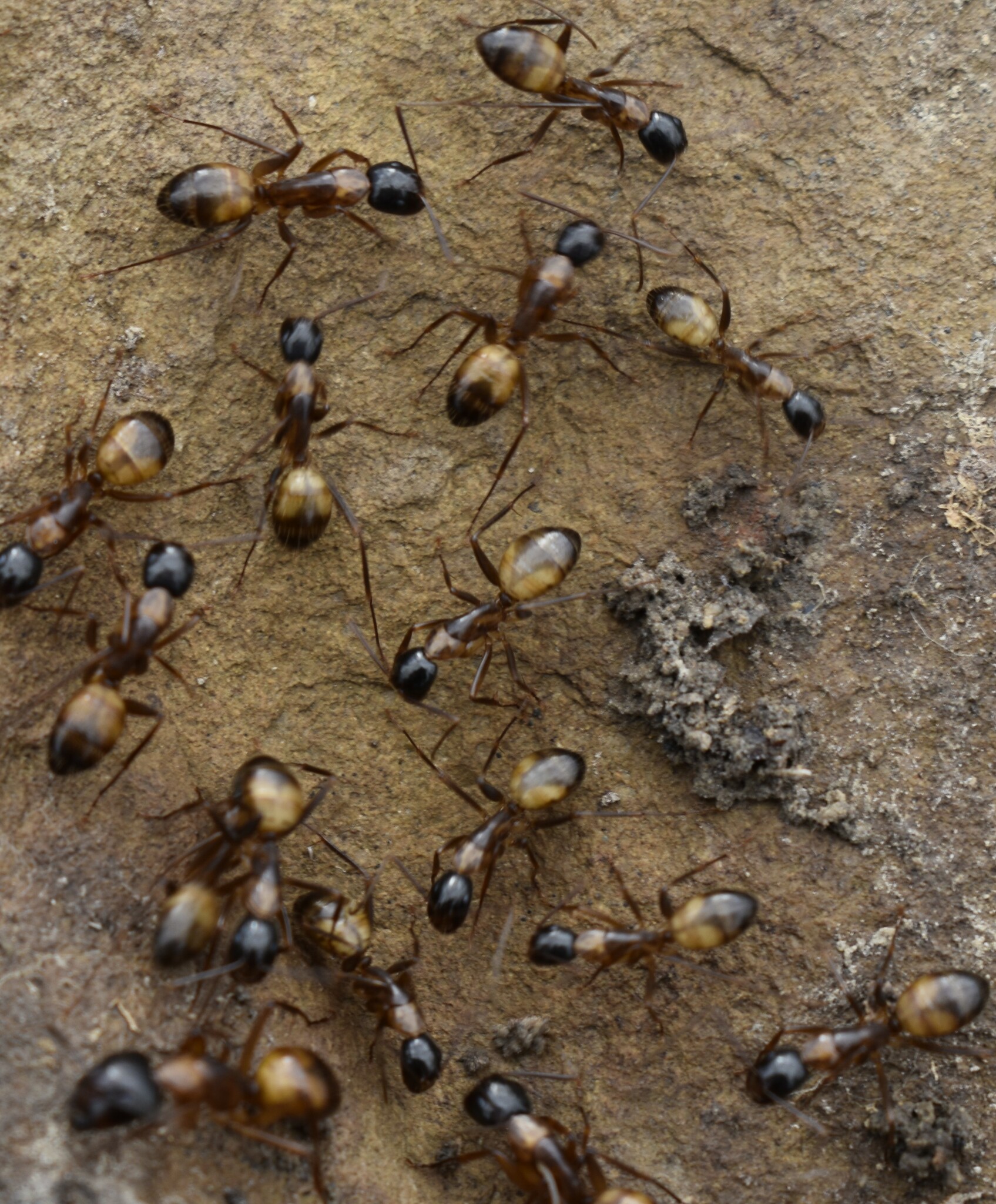 Camponotus americanus (Buckley, 1866)