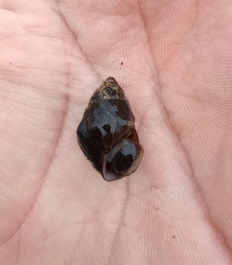 Helmet Rocksnail in March 2023 by Robert Lamb · iNaturalist