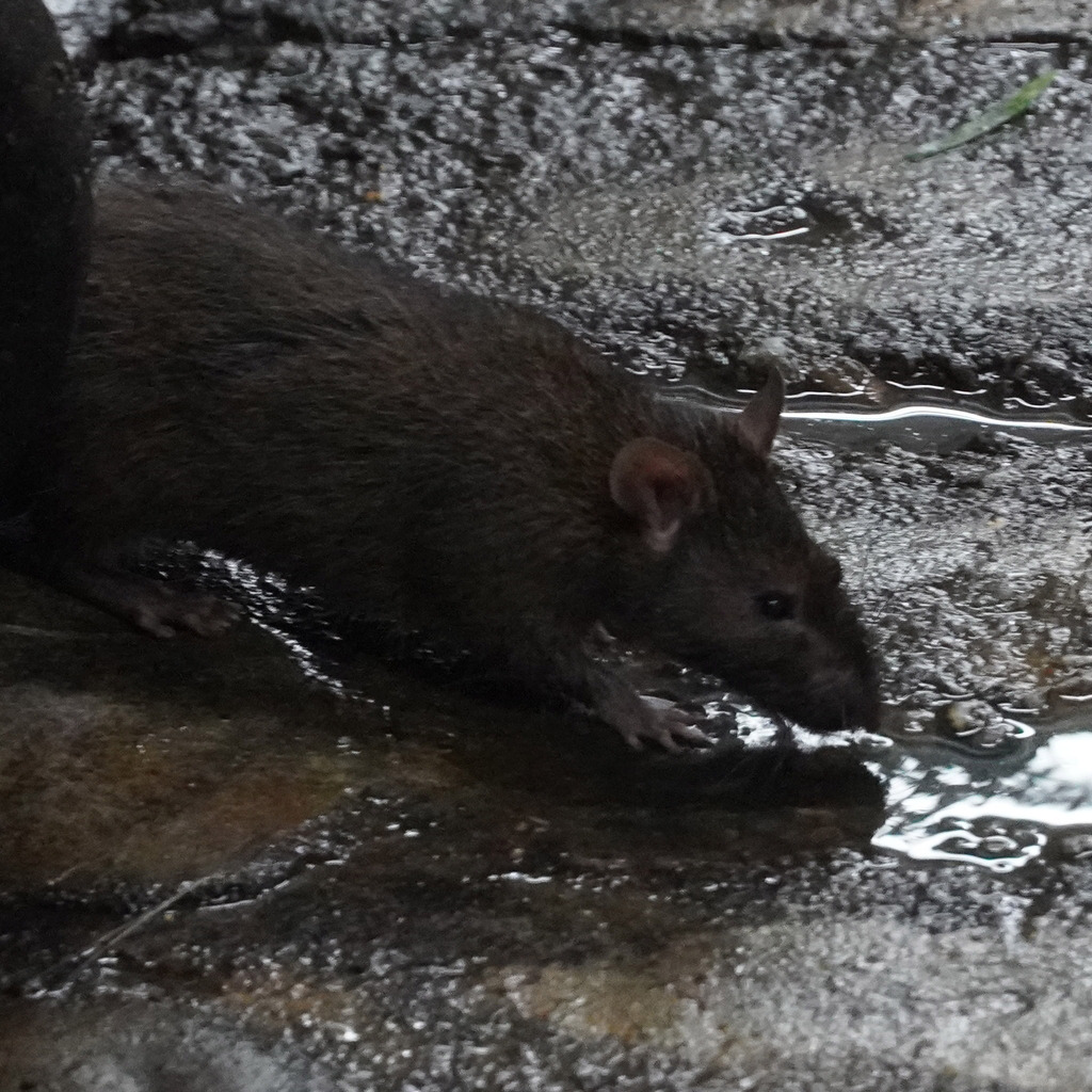 Old World Rats from Chinatown Kuala Lumpur, Kuala Lumpur City Centre ...