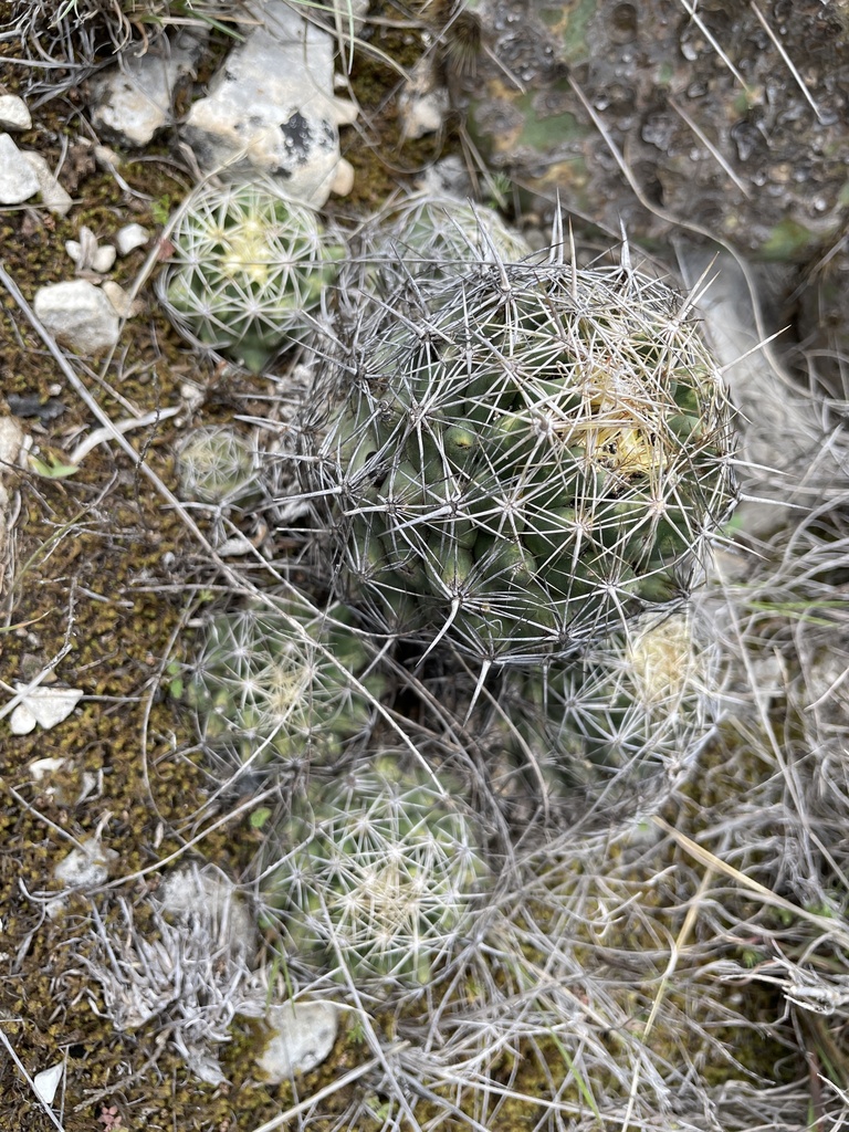 Biznaga partida elegante desde Greystone Ranch Rd, Burnet, TX, US el 31 ...