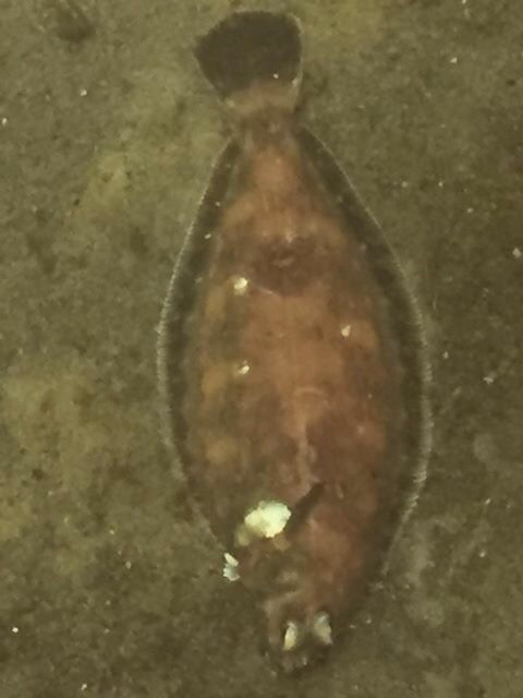 Pacific Dover Sole (NorthEast Pacific Deep Exploration Project (a MLNEP ...