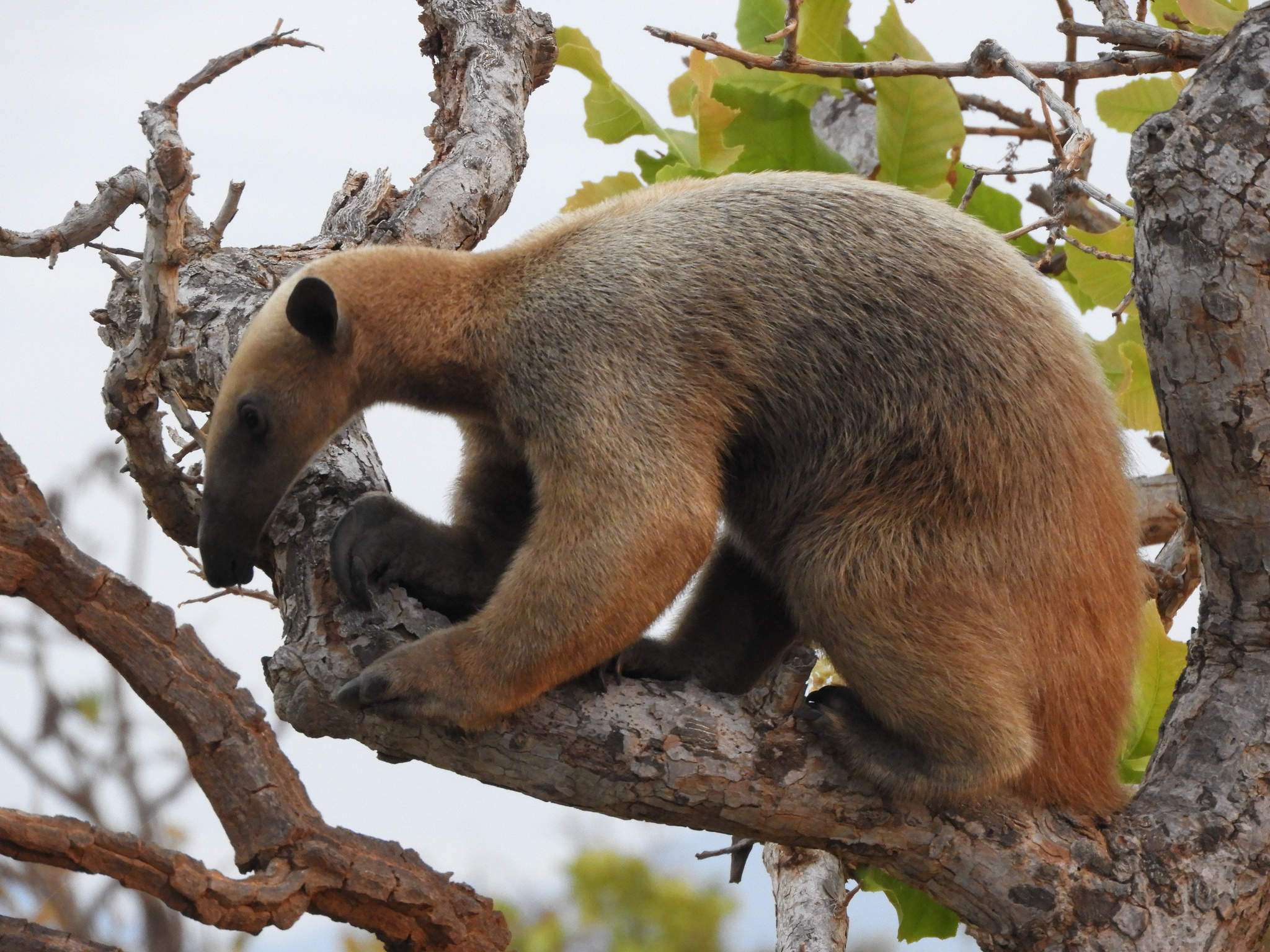 Tamandua tetradactyla (Linnaeus, 1758)