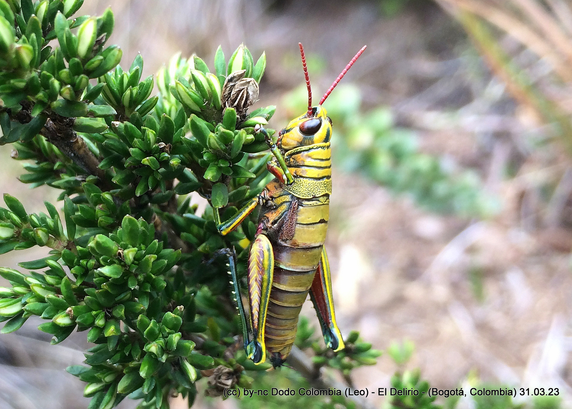Agesander ruficornis Stål, 1878