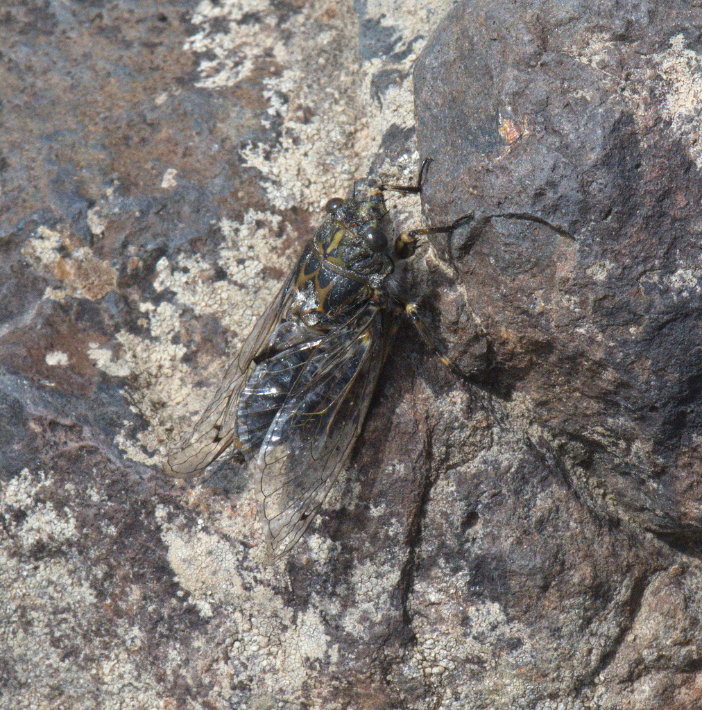Chirping Cicada from Okuti Valley 7591, New Zealand on January 30, 2023 ...