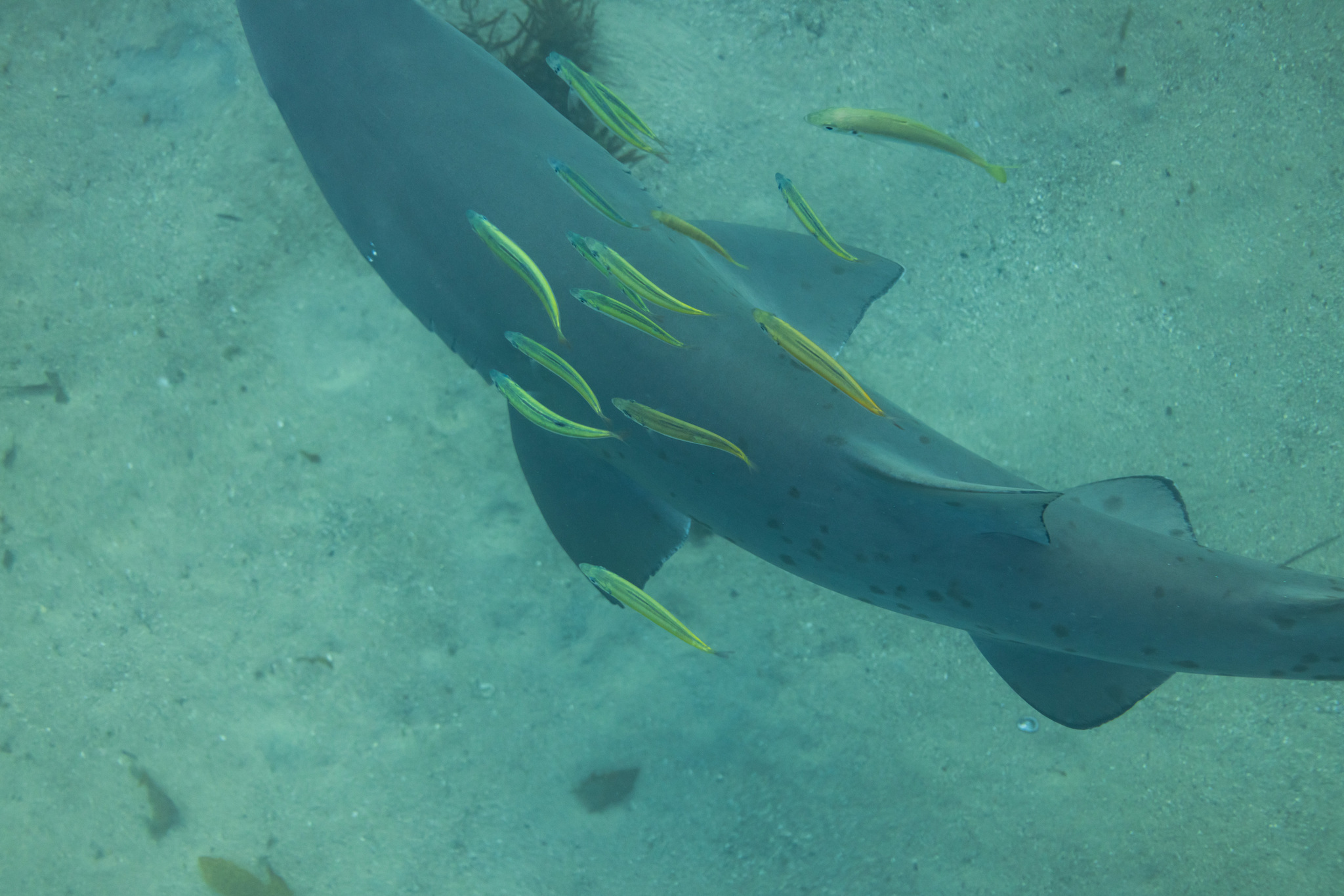 Lamniformes