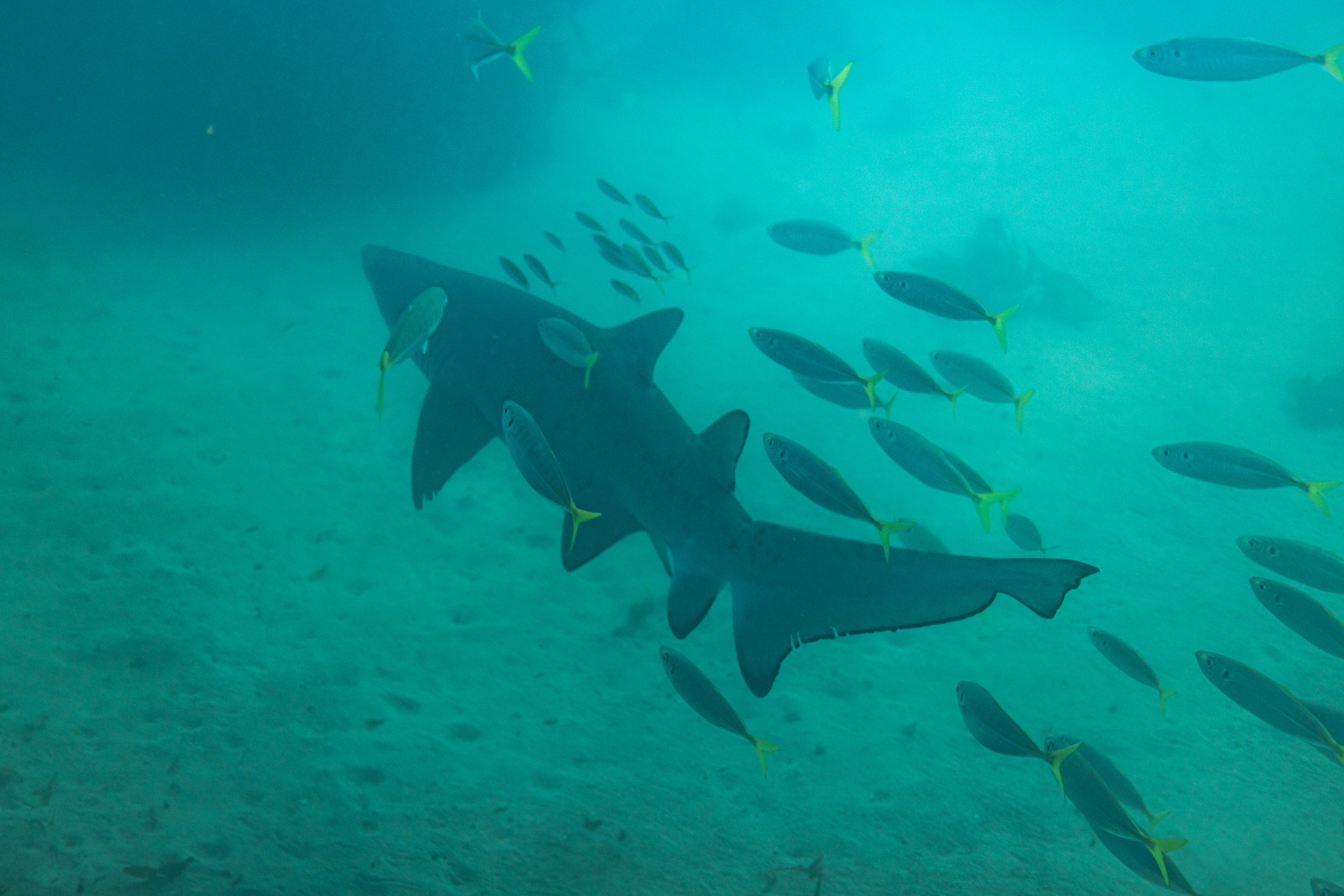 Lamniformes