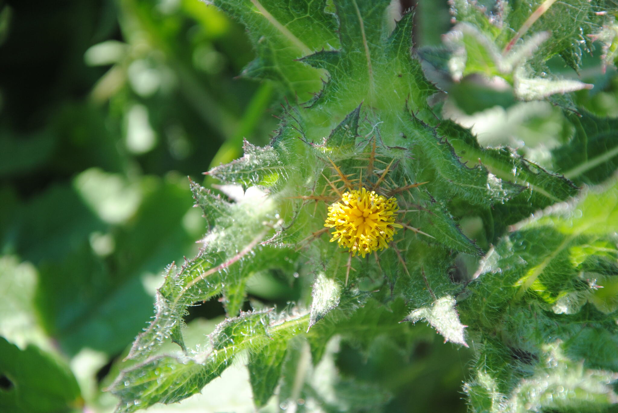 Centaurea benedicta (L.) L.