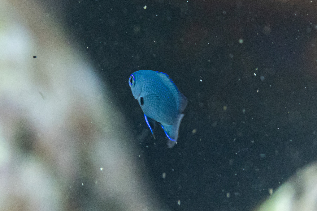 Australian Damsel from Cabbage Tree Bay, AU-NS-MN, AU-NS, AU on March ...