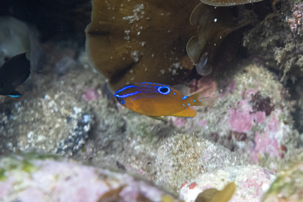 Bluespot damsel from Manly NSW 2095, Australia on March 30, 2023 at 04: ...