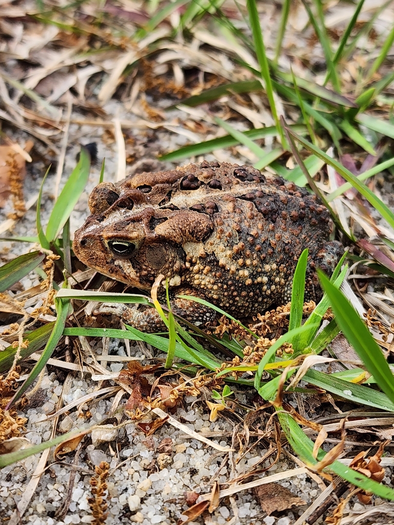 Southern Toad from Elgin, SC, USA on March 31, 2023 at 05:28 PM by ...