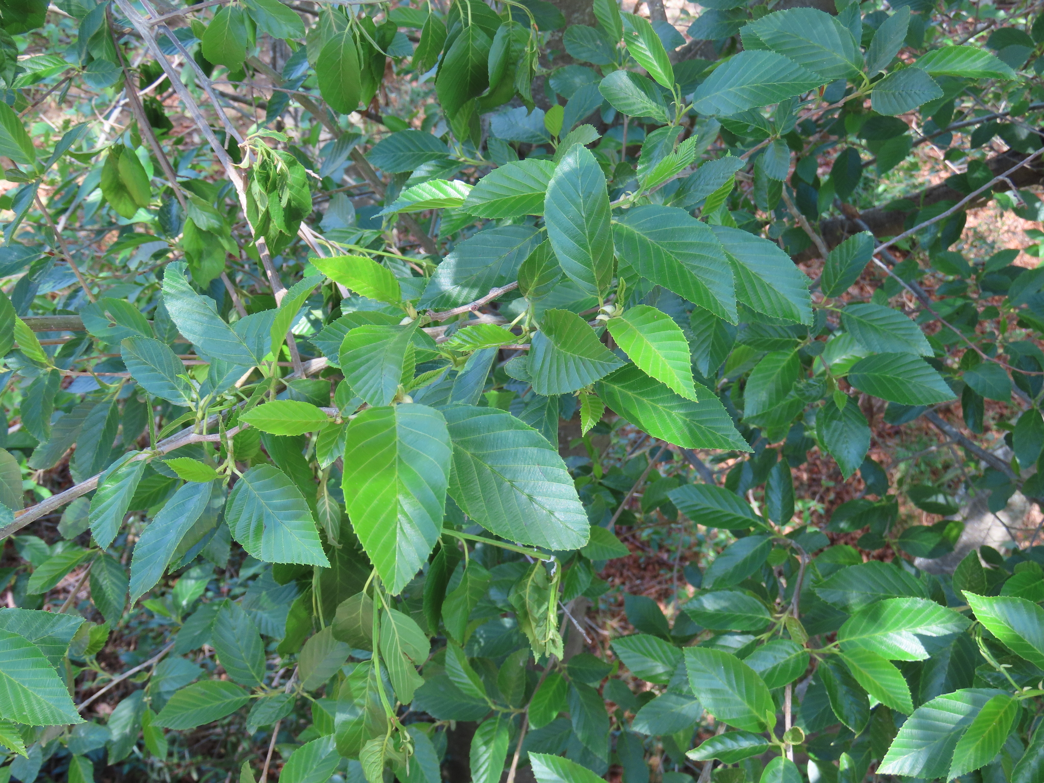Alnus acuminata Kunth