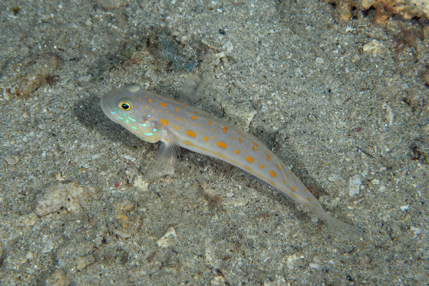 Valenciennea puellaris (Tomiyama, 1956)