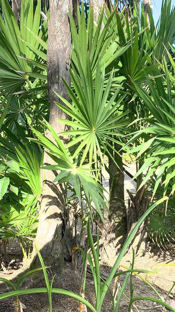 Florida Thatch Palm from Nuevo Vallarta on March 31, 2023 at 10:08 AM ...