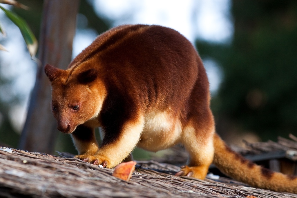 Tree Kangaroos (Dendrolagus) - Know Your Mammals
