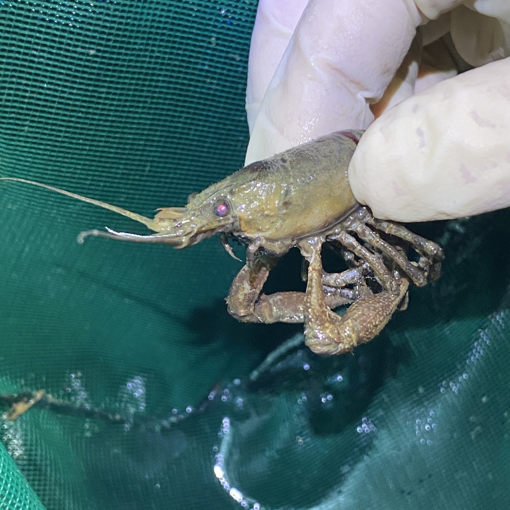 Faxonius limosus (Rafinesque, 1817)