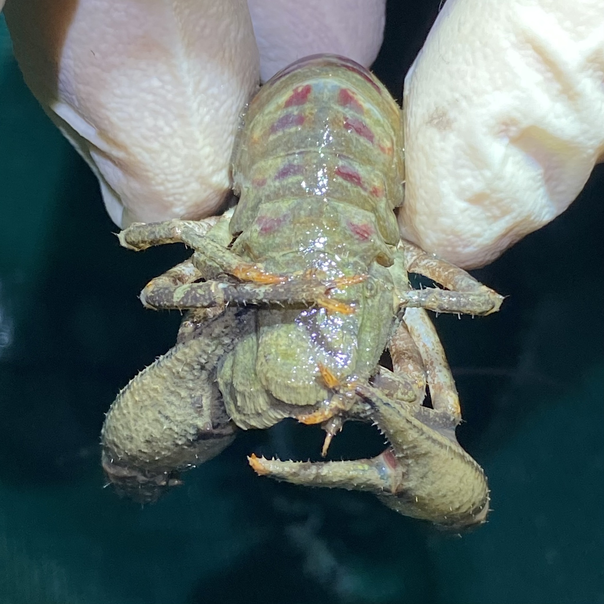 Faxonius limosus (Rafinesque, 1817)