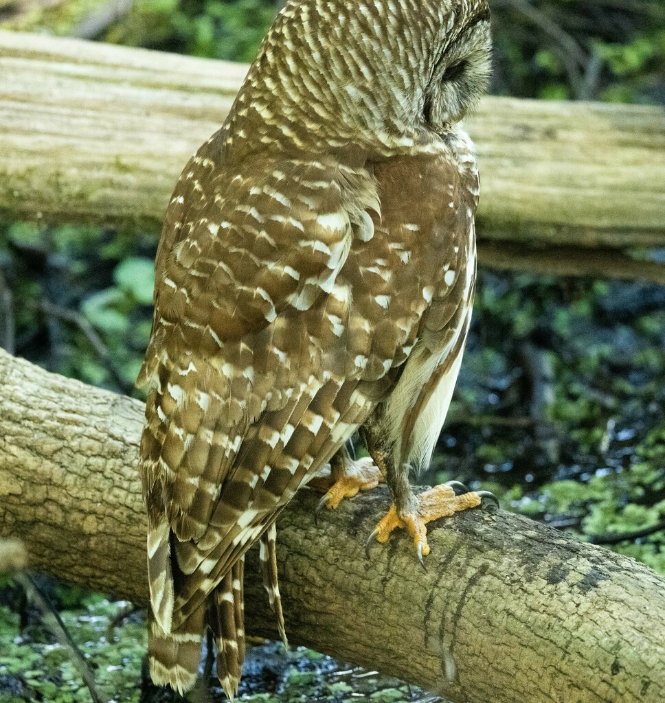 Barred Owl from Corkscrew, FL, USA on March 31, 2023 at 10:06 AM by ...
