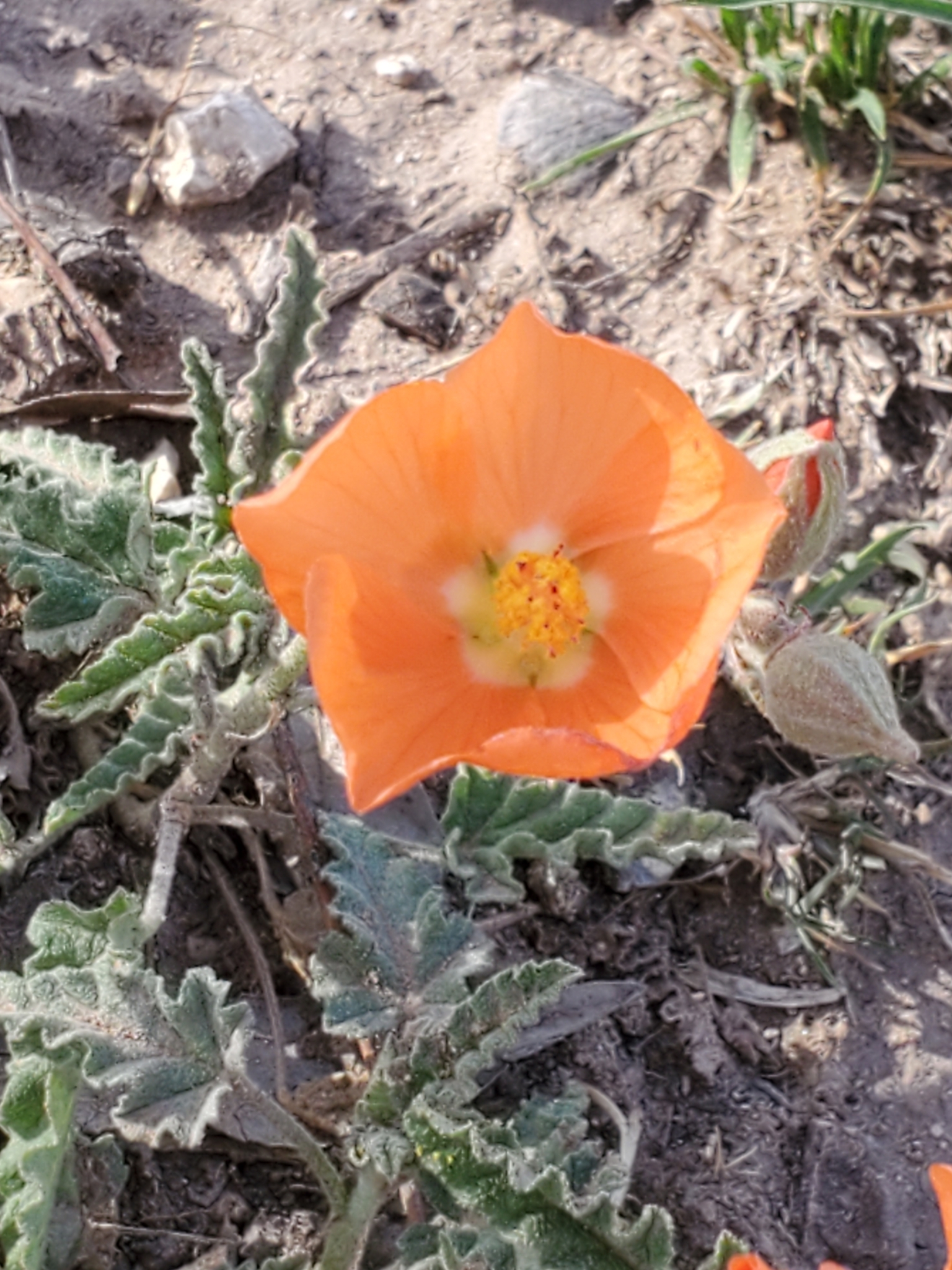 Sphaeralcea hastulata A.Gray