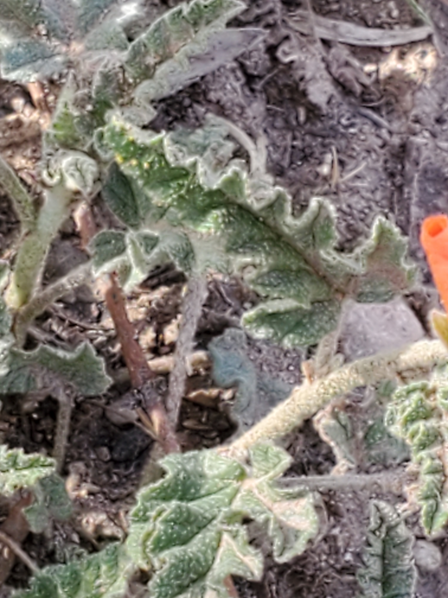 Sphaeralcea hastulata A.Gray