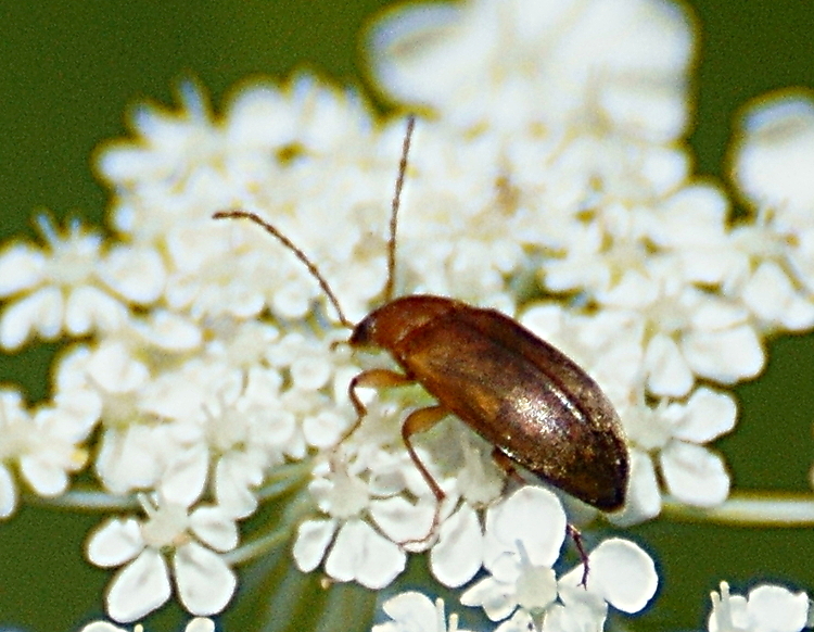 Cucujiform Beetles from N. Unit, Illinois Beach SP, Lake County, IL ...