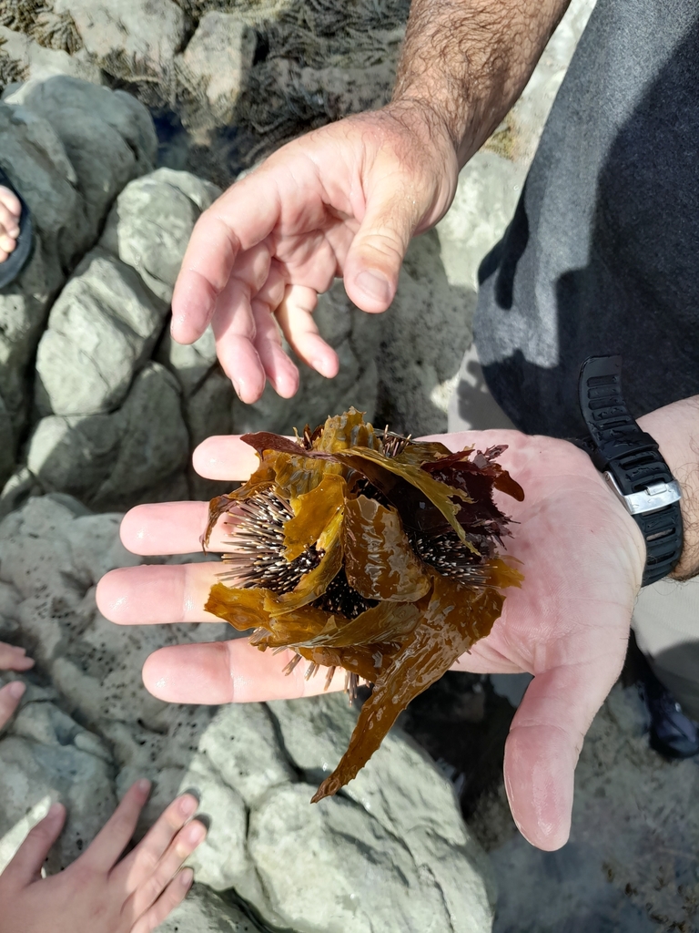 Kina from Canterbury, New Zealand on March 25, 2023 at 02:19 PM by ...